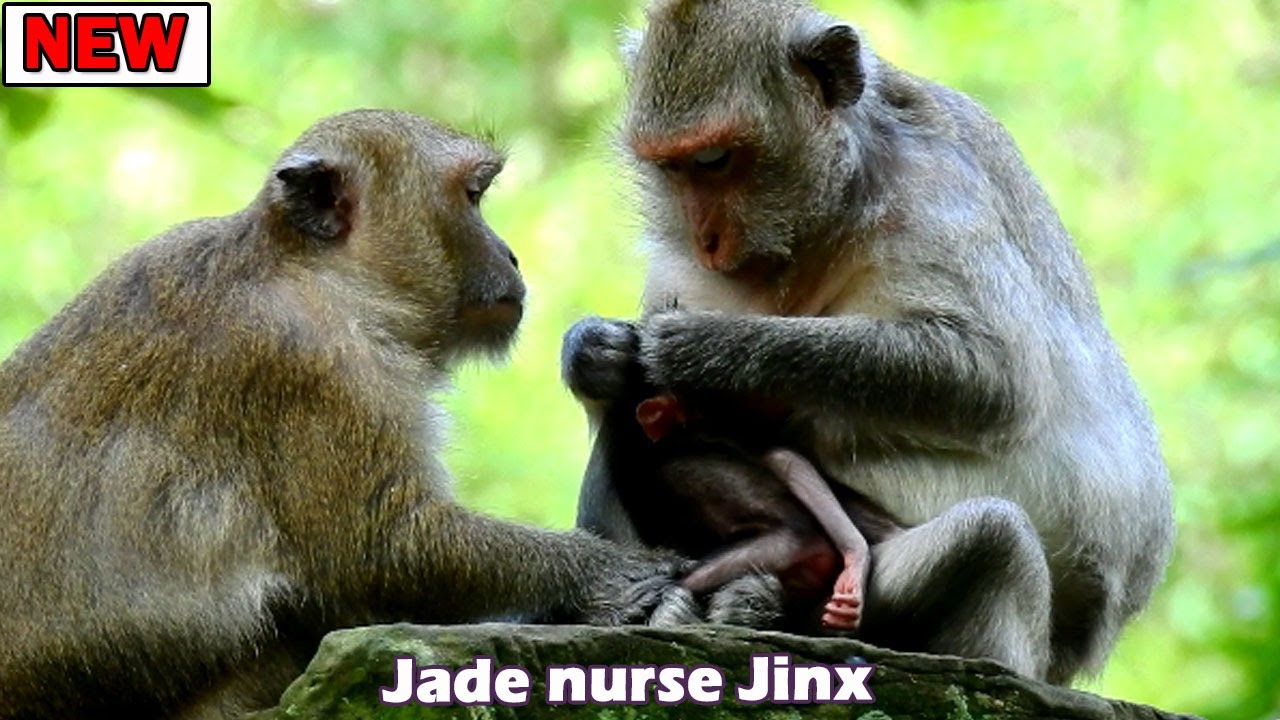 Jinx very comfortable with sweet warm hug nursing milk by mom/ Jade ...
