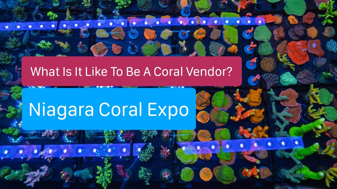 What Goes Into Preparing For A Coral Show / Niagara Coral Expo 2024 ...