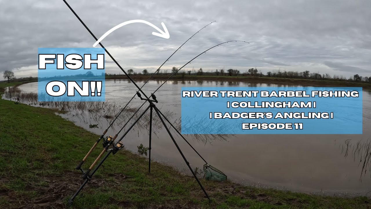 River Trent Barbel Fishing | Collingham | Badger's Angling | Episode 11 ...