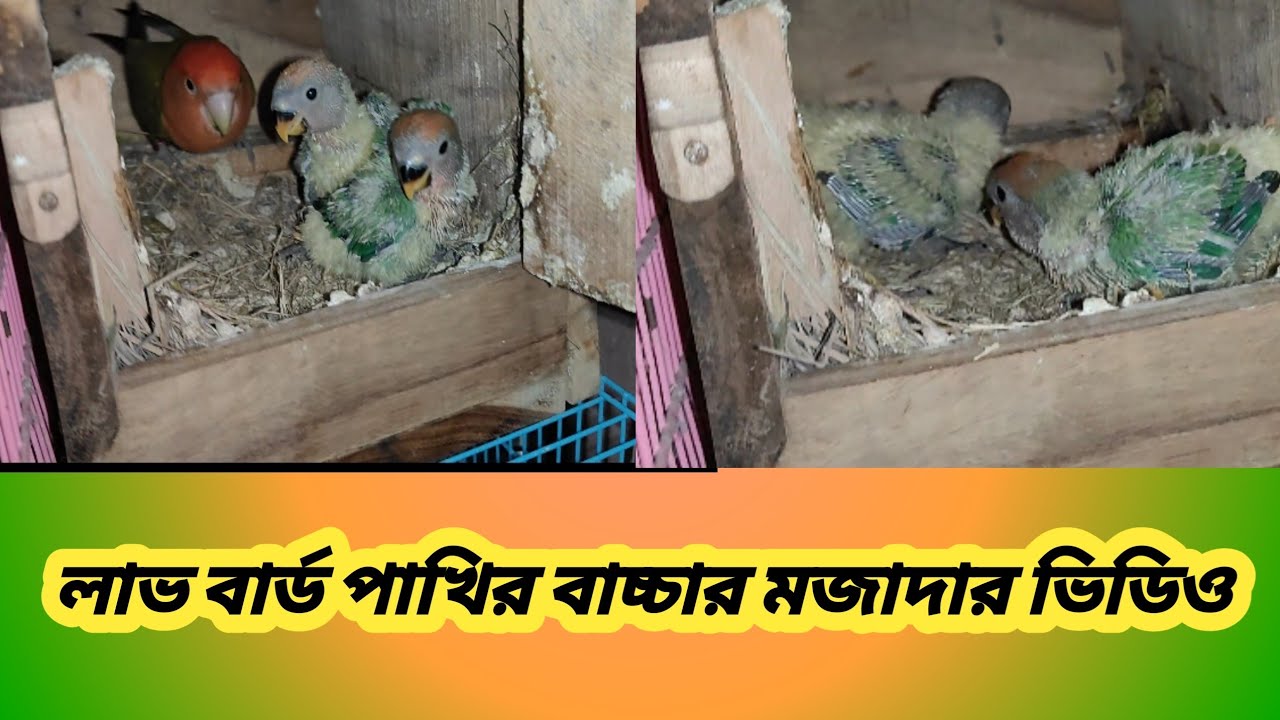 Love Birds Pakhir Video | Love Birds Baby | Love Birds Cocktail Birds ...