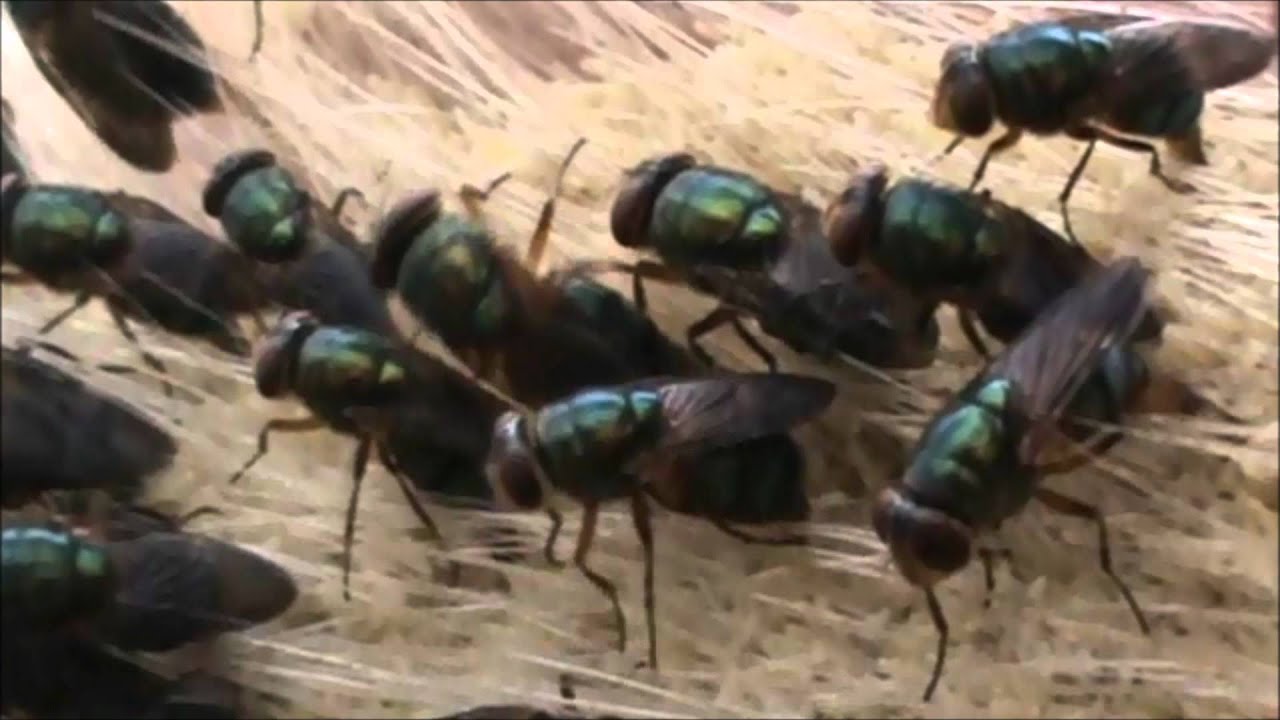 Decomposição de carcaça de porco / Decomposition of pig carcass - YouTube