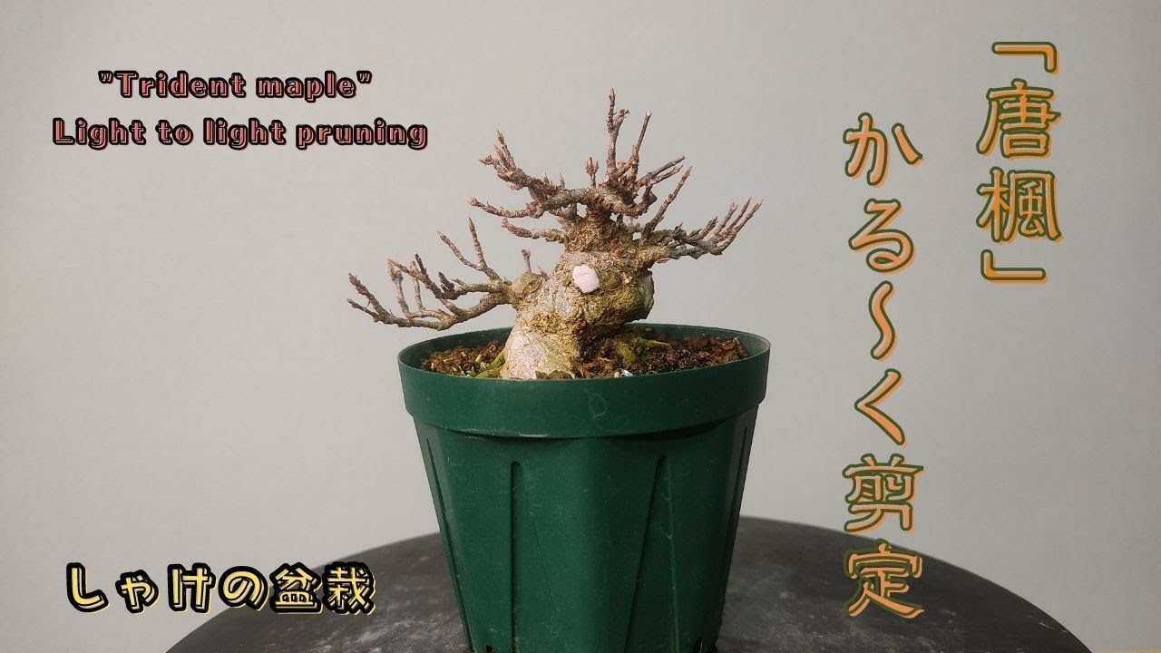 かる～く剪定 唐楓（Light to light pruning Trident maple） - YouTube