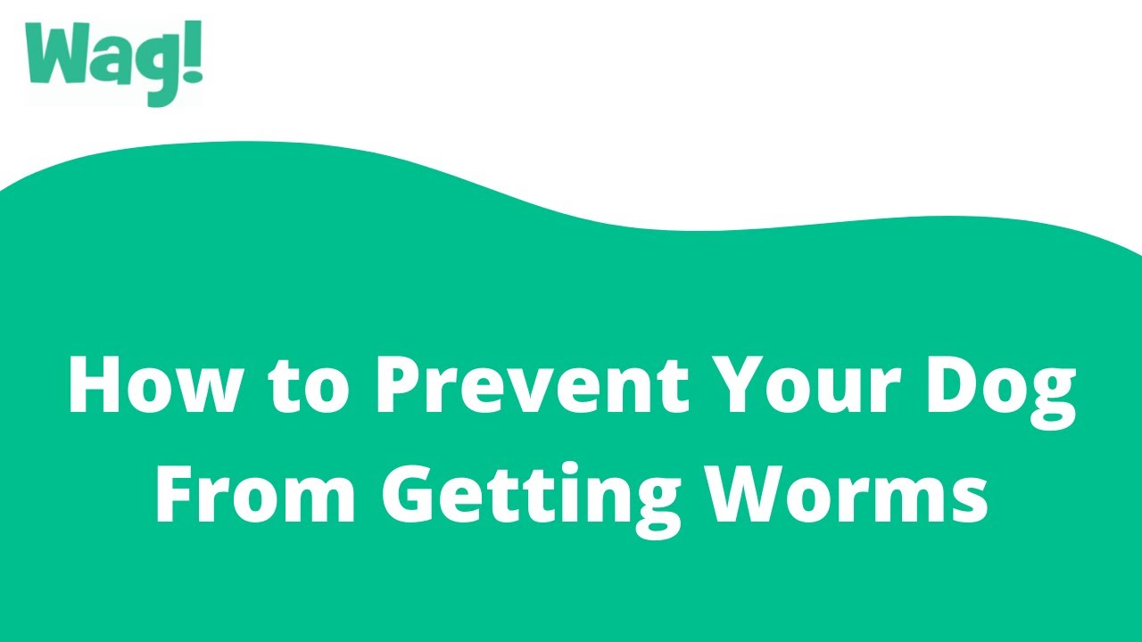 How to Prevent Your Dog From Getting Worms | Wag! - YouTube
