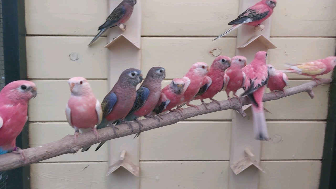 Bourke parakeets in the aviary 2022 - YouTube