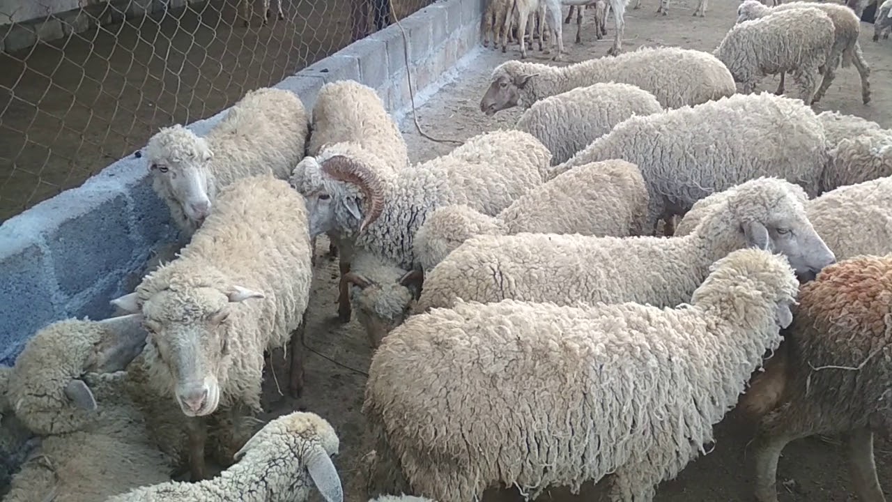 Sheep farm in T.B.Dam(1) - YouTube