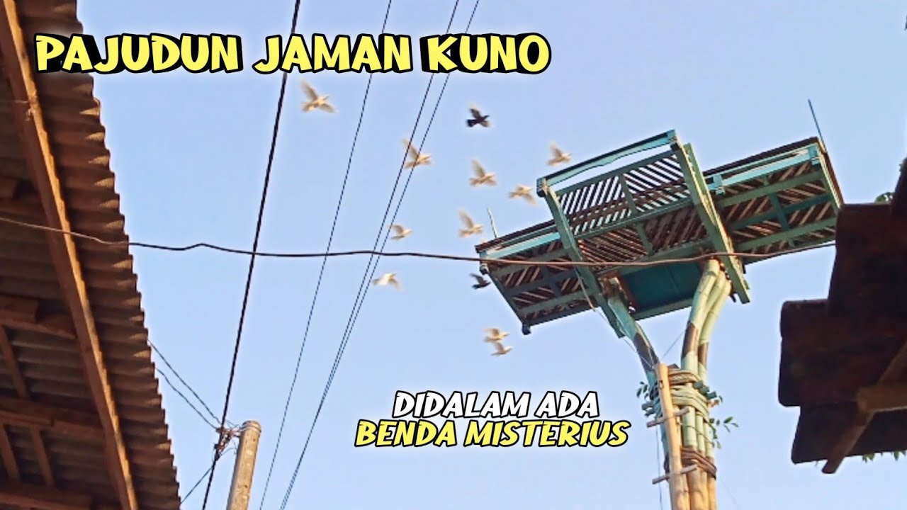 🔴 PAGUPON TRADISIONAL KHAS JAWA TIMUR - MERPATI ENDEMIK GETAKAN #roni ...