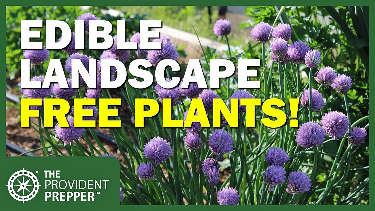 Free Plants! How to Divide Chives and Grow Them in Your Edible ...