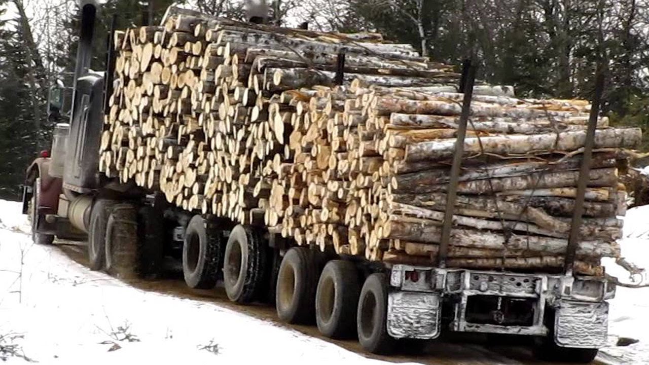 Dangerous Idiots Heavy Equipment Logging Wood Truck, Vehicles, Bus ...