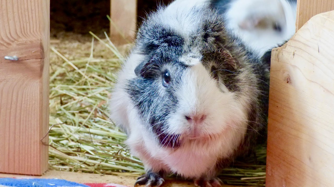 Daily Guinea Pig Routine - YouTube