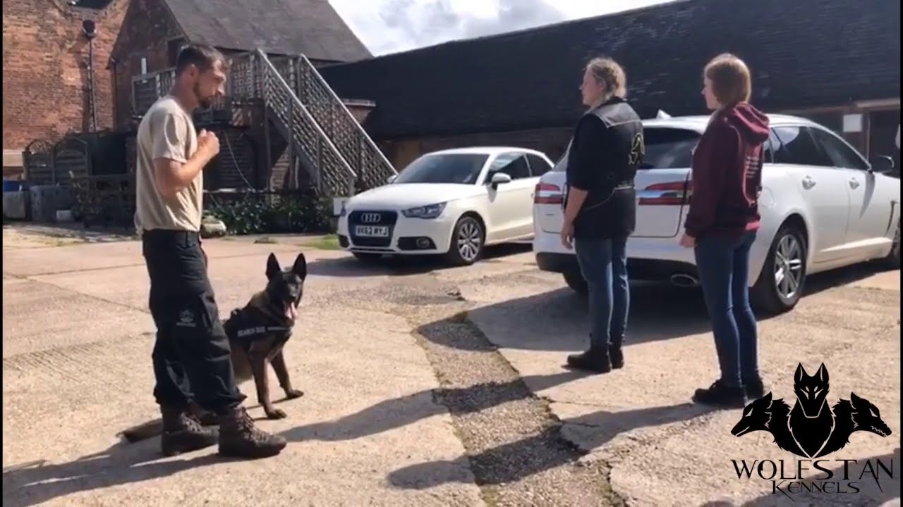 Rhea Dual Purpose K9 Passive Search Demonstration - YouTube
