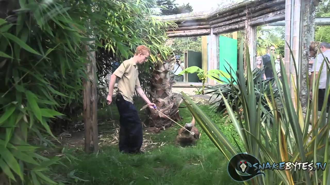 Snake Bytes TV - Komodo Dragon Time : SnakeBytesTV - YouTube