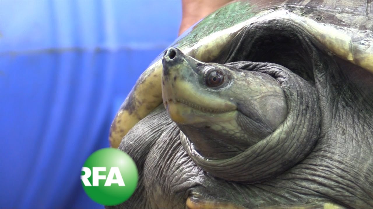 Conservationists Release 206 Royal Turtles Back Into the Wild in ...