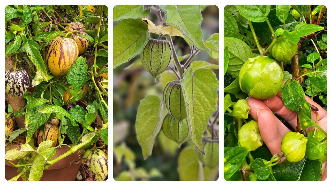 Propagating Cape Gooseberries, Pepino Melons and Tomatillos to ...