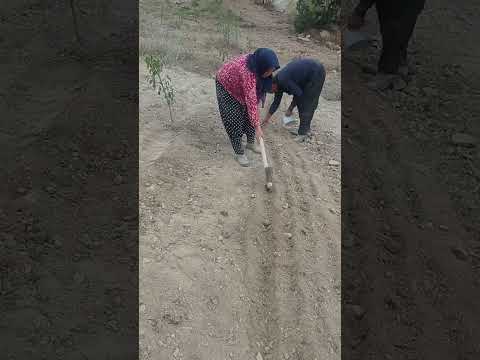 Adana Feke Musalar Köyü Salep Dikimi.