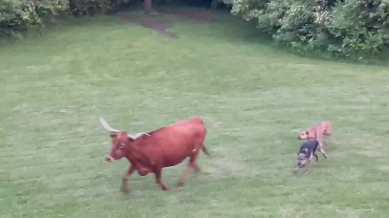 Dogs chase after longhorn running through yard - YouTube