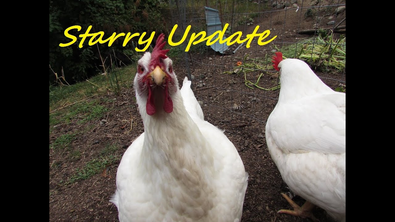 Starry Talks: Update On Healing And Life Off Grid This Fall - YouTube