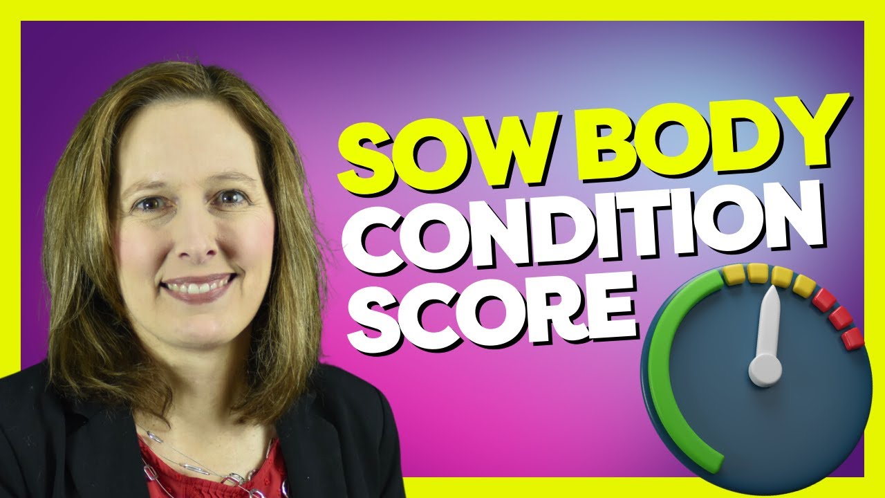 Dr. Laura Greiner: Managing Sow Body Condition - YouTube