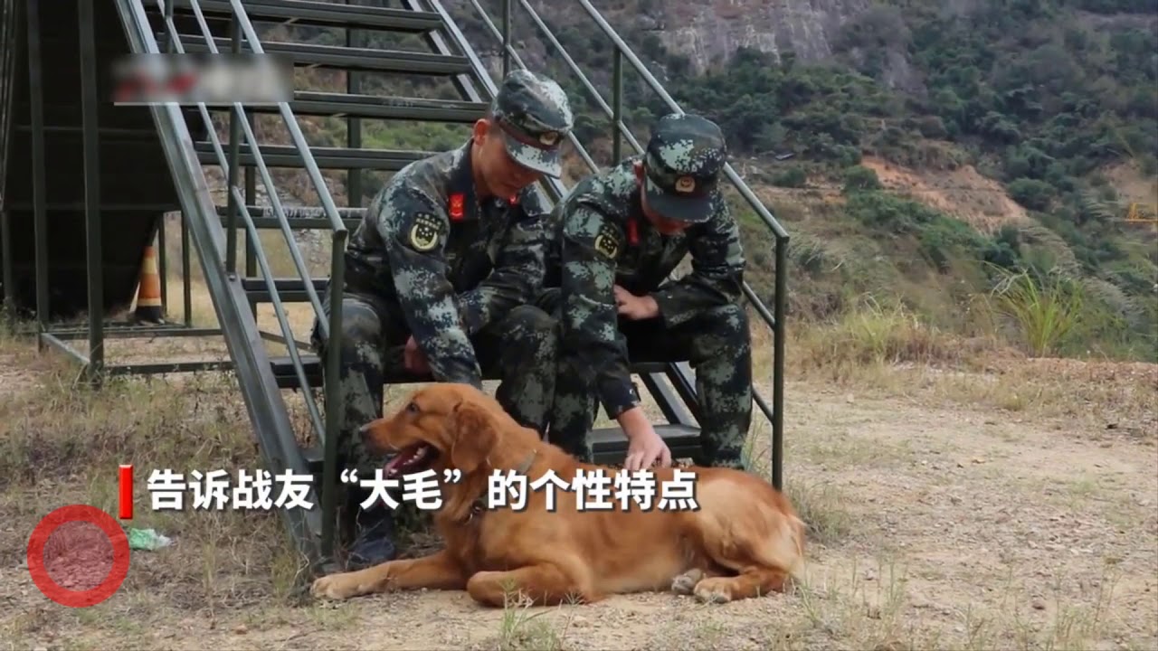 Chinese Military Dogs - YouTube