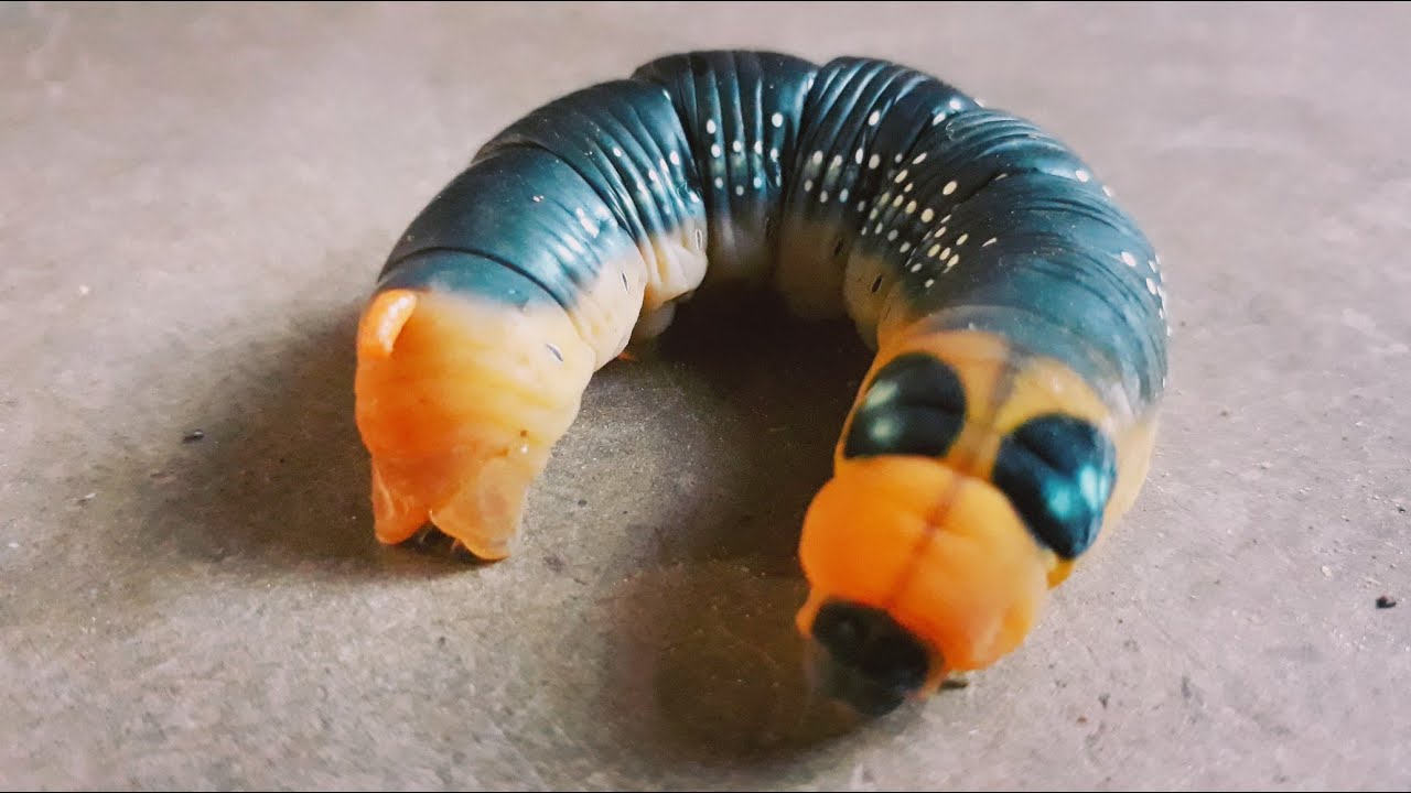 beautiful worm video | puppy playing with worm | dog and cat | 2020 ...