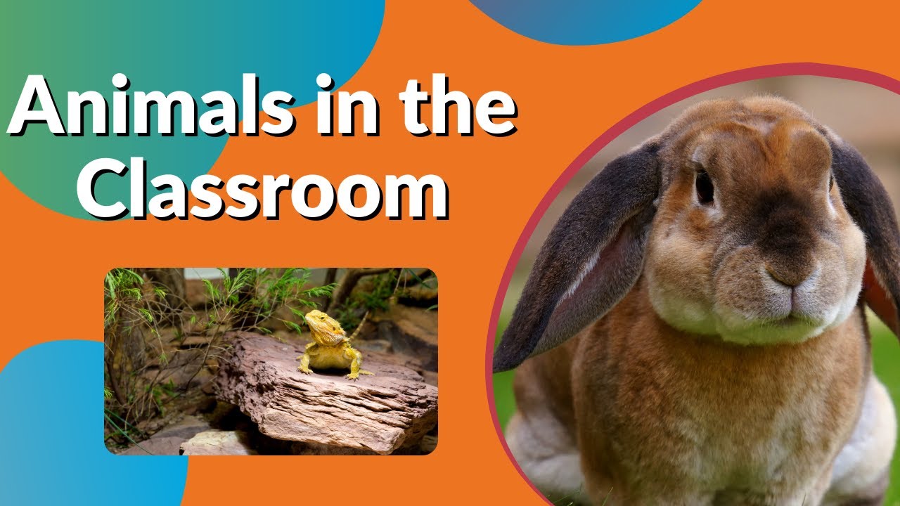Animals in the Classroom | Early Childhood Educator Training - YouTube