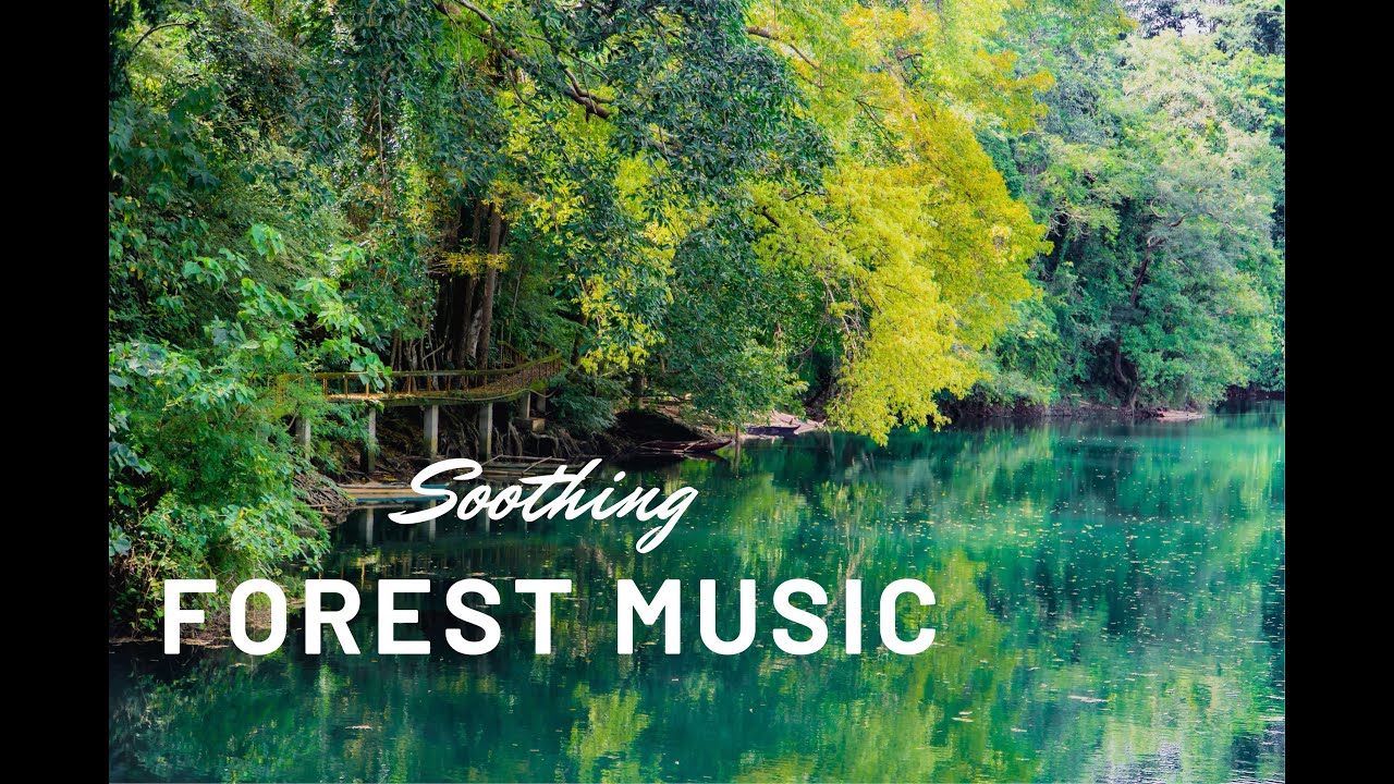 Soothing forest sounds 30 minutes - YouTube