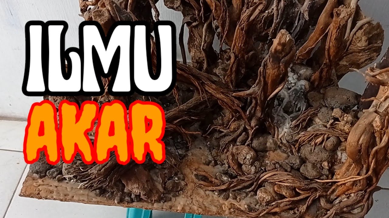BERBURU ILMU AKAR AQUASCAPE.. - YouTube