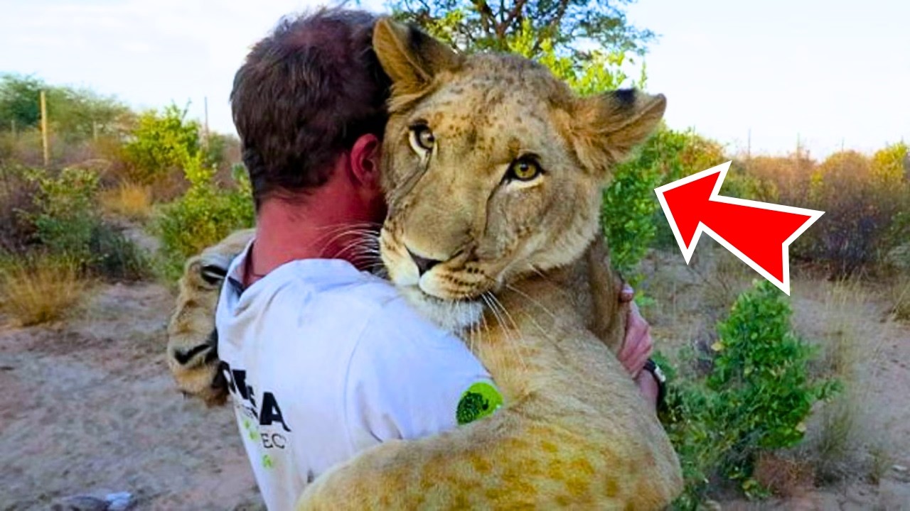 Two Men Rescued A Lion Cub, See How The Lion Reacted When He Saw The ...