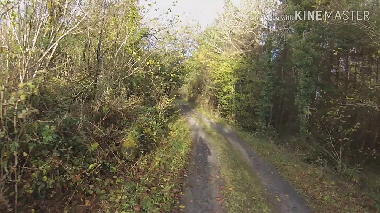 Clonbur Woods Parkrun 1st KM - YouTube