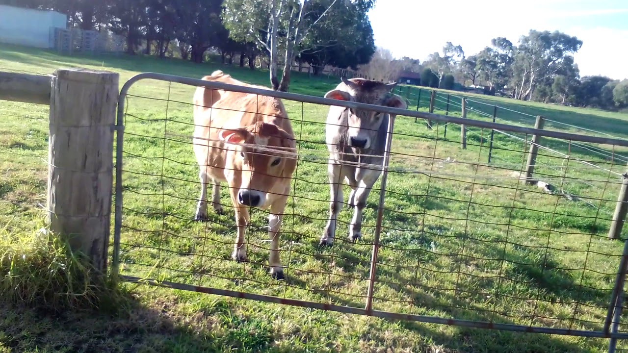 Cows watch Jack Russells play - YouTube