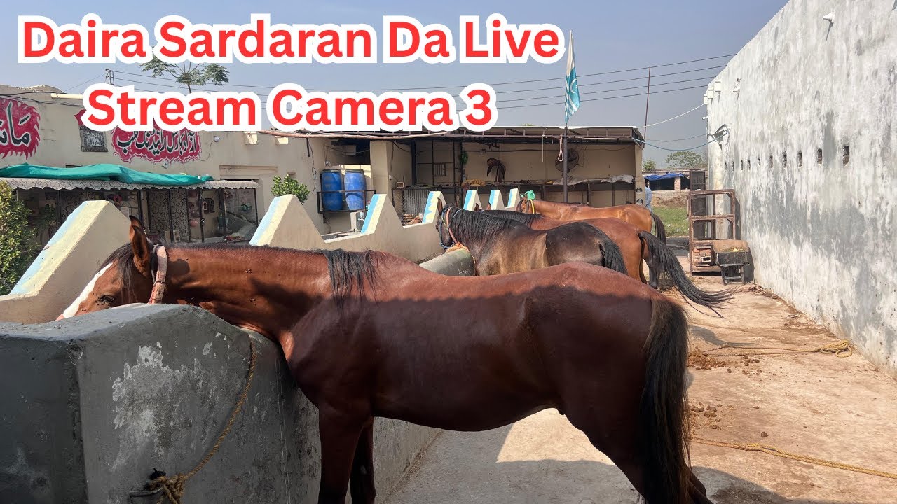 Daira Sardaran Da Live Stream - YouTube