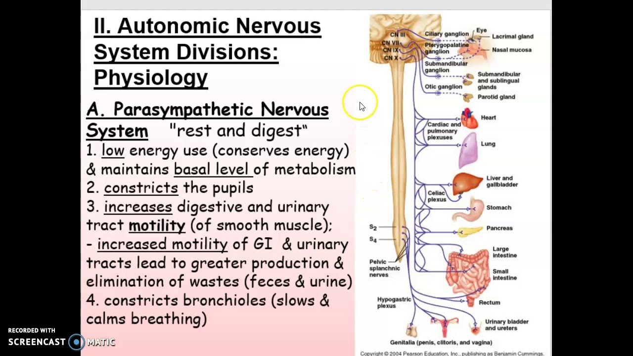 Autonomic Nervous System - overview - YouTube