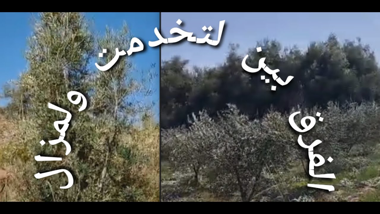 2تقليمشجرةالزيتونالحوزيةوكيفيةالقطع Youtube