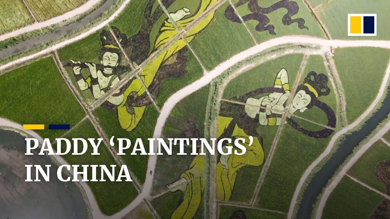 Agricultural art: paddy ‘paintings’ in northwestern China formed by ...