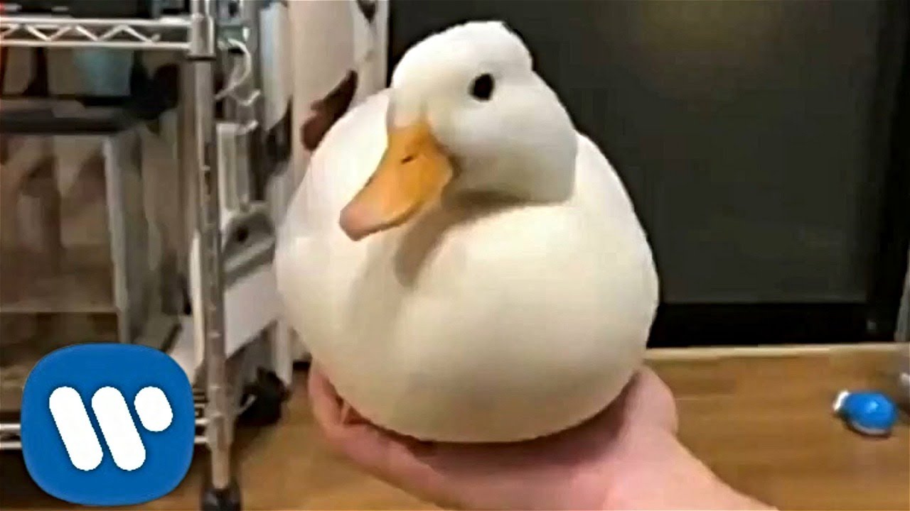 Top 6 Goofy ahh duck - YouTube