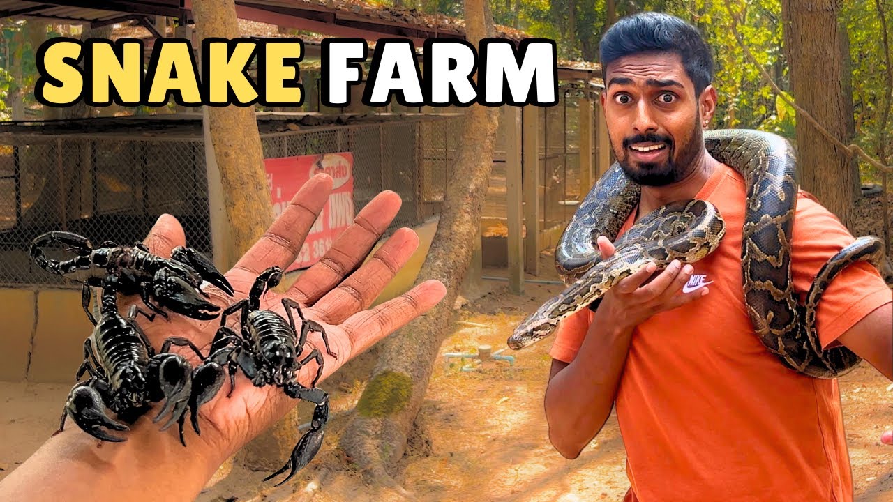 Visiting a SNAKE farm in Thailand... - YouTube