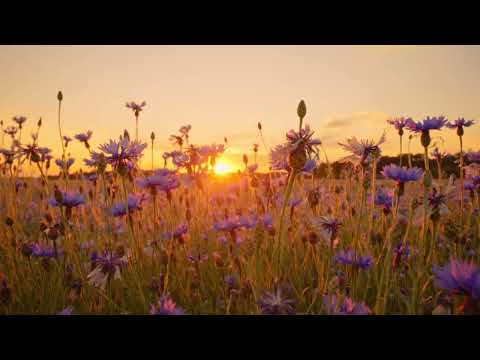 Ash Calder – Jaguar Power (Official Music Video)