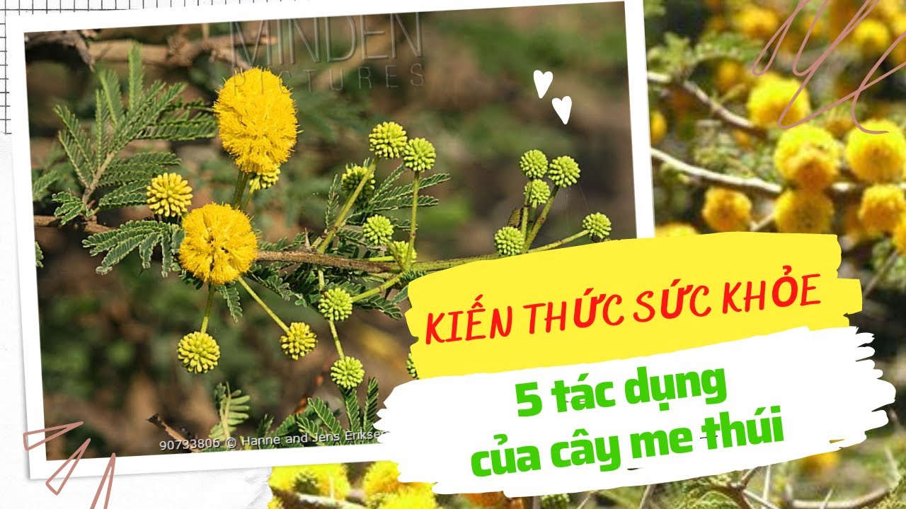 5 Tác dụng của cây me thúi || Tin hay 24h - YouTube