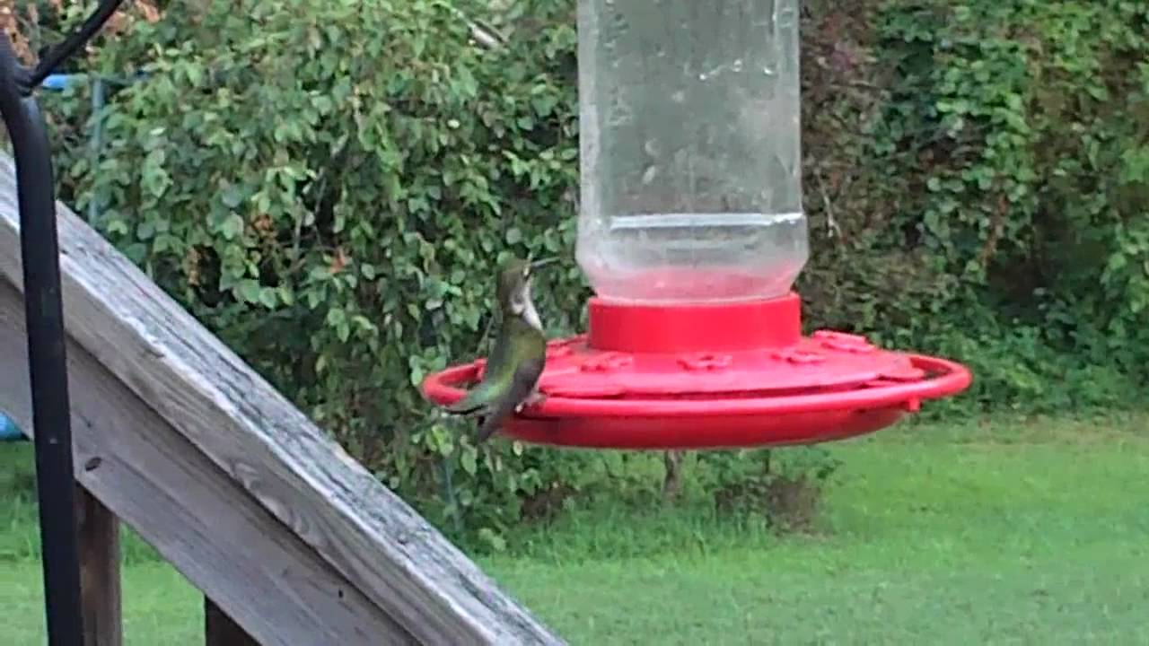 hummingbird vs. bee - YouTube