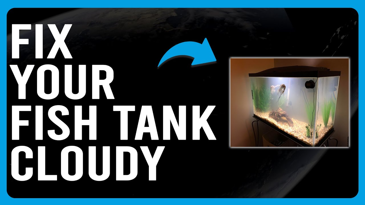 How To Fix Your Fish Tank Cloudy (What Causes The Issue? - Simple Steps ...