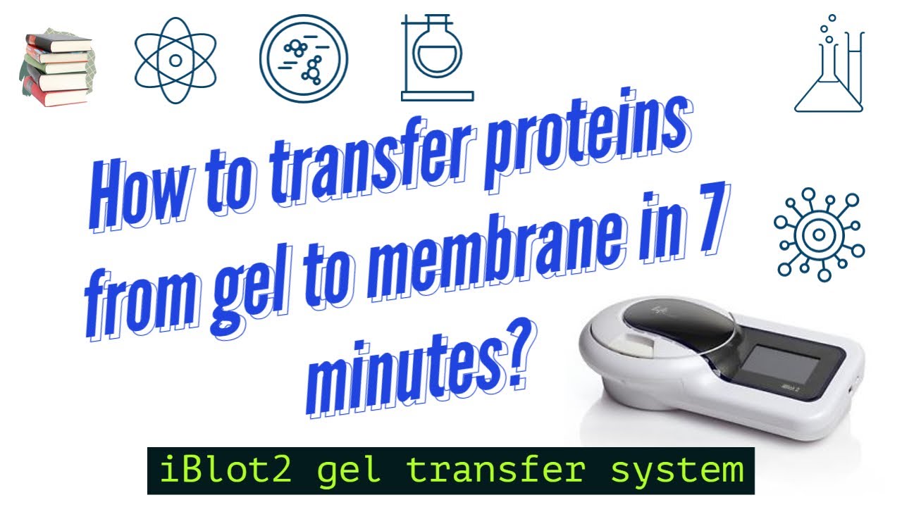 Western Blot gels transfer using iBlot2 Device - Western Blot Series ...