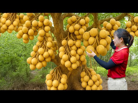 Harvesting  1000+ Giant Tropical Langsat Fruit & Making Langsat  Salad - SOLD OUT in Minutes