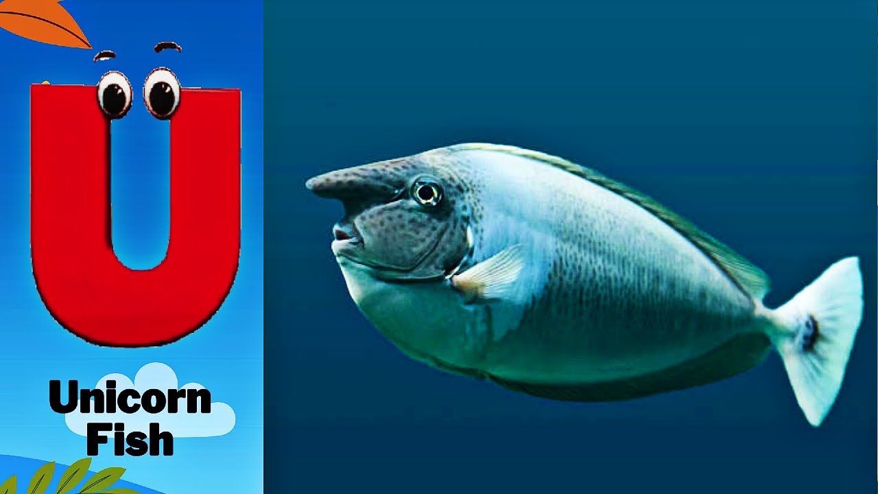 ABC - Alphabet Song - ABC Song - Collection - 2024 #804 - YouTube