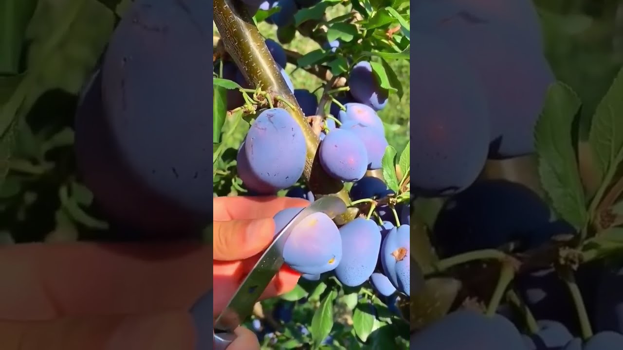 Which Fruit Is This YouTube Which Fruit Is This YouTube