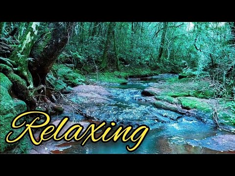 Relaxing Nature Sound. Bird Sounds. Nature Sound - YouTube