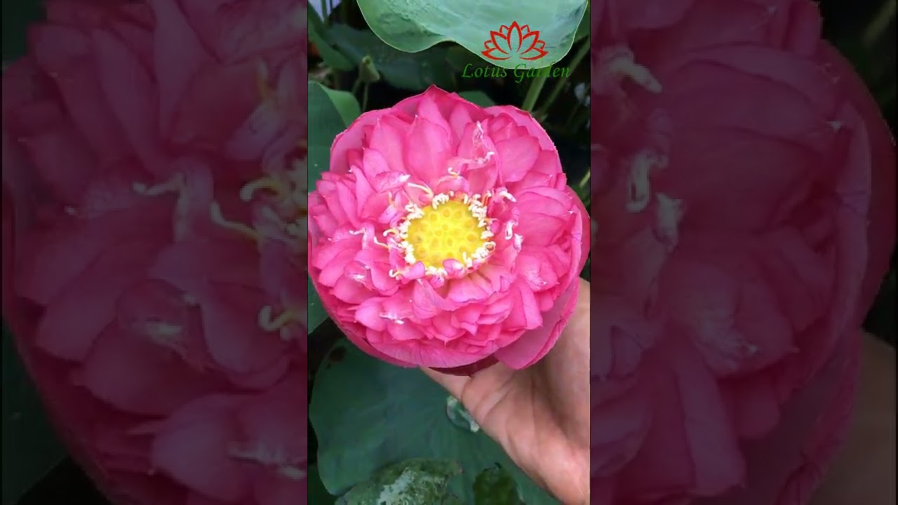 A beautiful and fragrant lotus | grow lotus at home - YouTube
