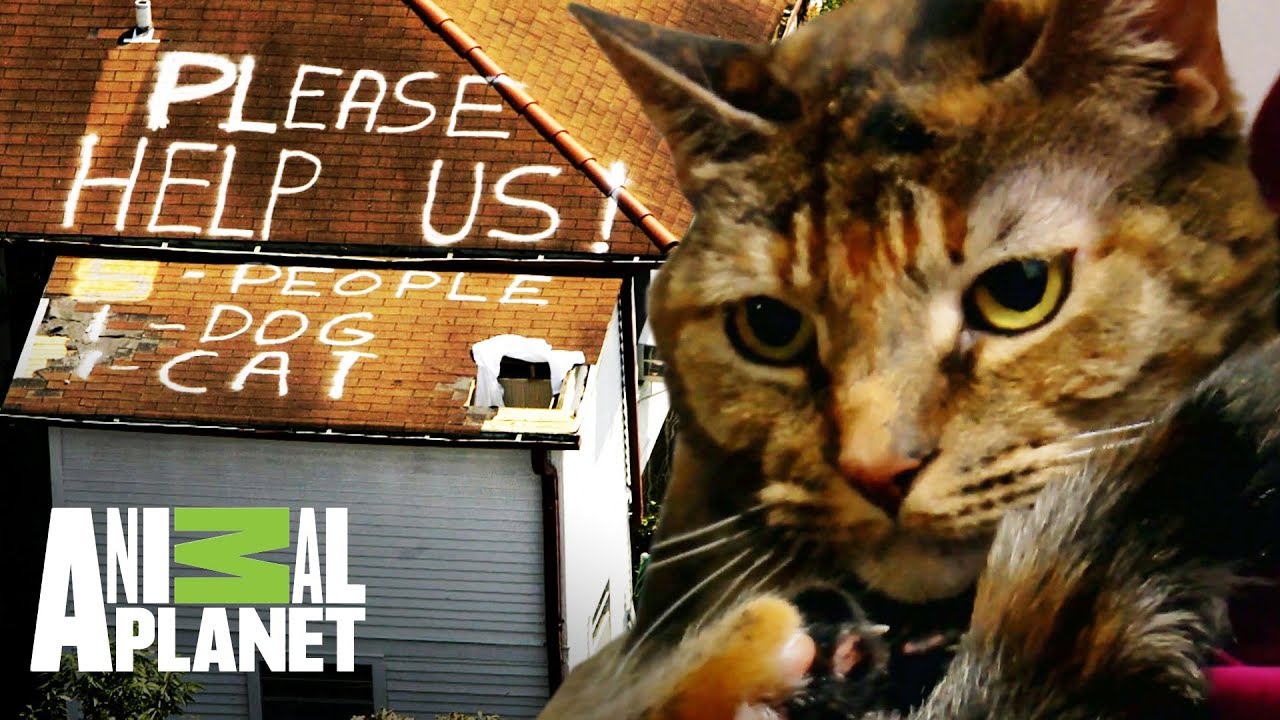 Gata sobrevivió huracán y de nuevo está en problemas | Mi gato ...