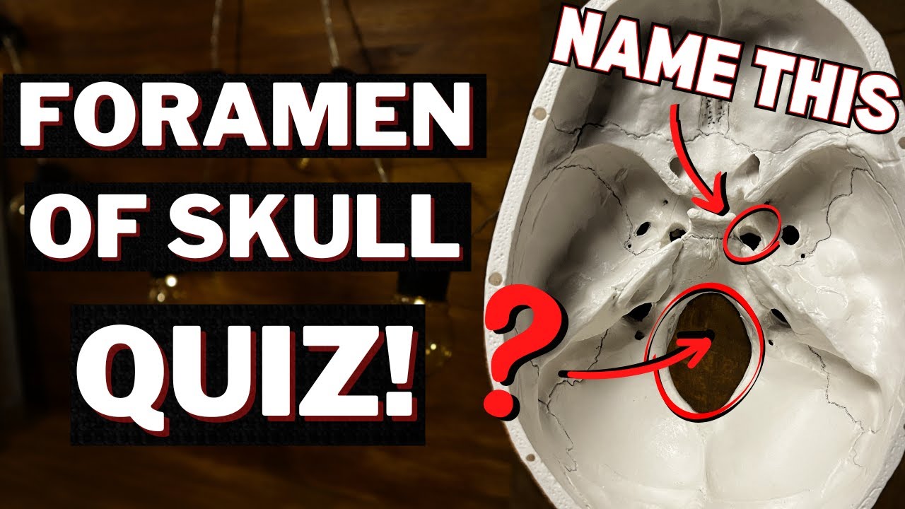 Practice Quiz, Foramen of Skull so you PASS YOUR EXAM - YouTube