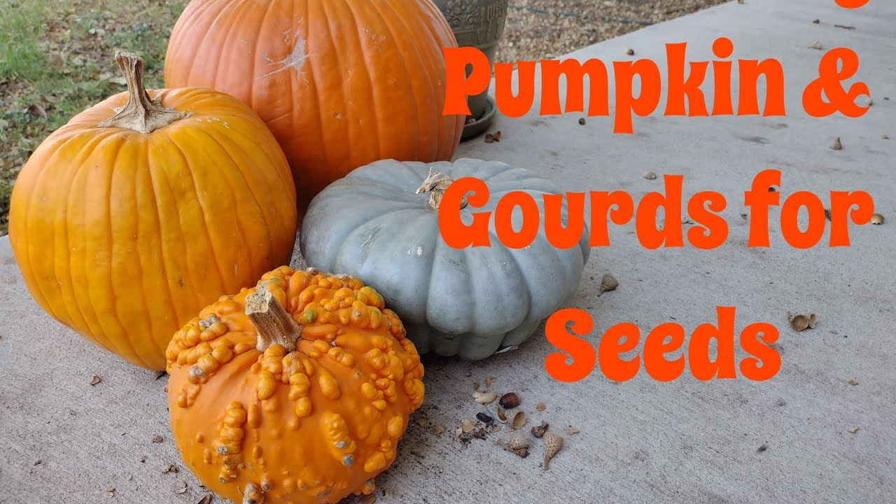 Processing Pumpkin Seeds - YouTube