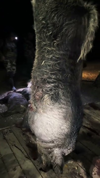 317 lb Boar - YouTube
