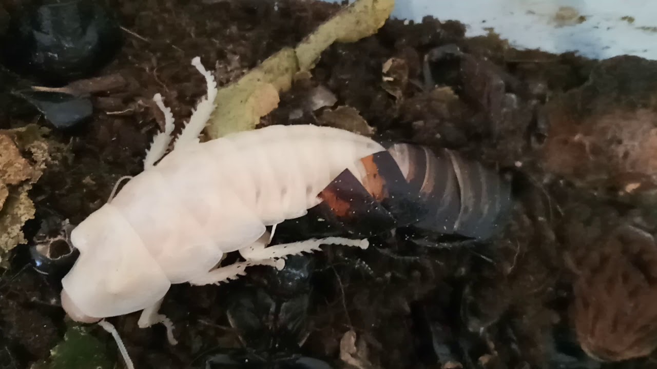 Muda de cucaracha gigante de Madagascar - YouTube